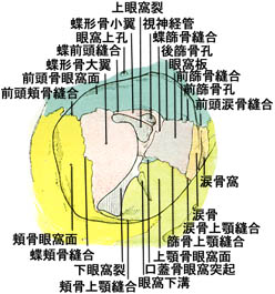 6，Norma facialis（前面観）Norma facialis