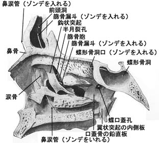 6，Norma facialis（前面観）Norma facialis